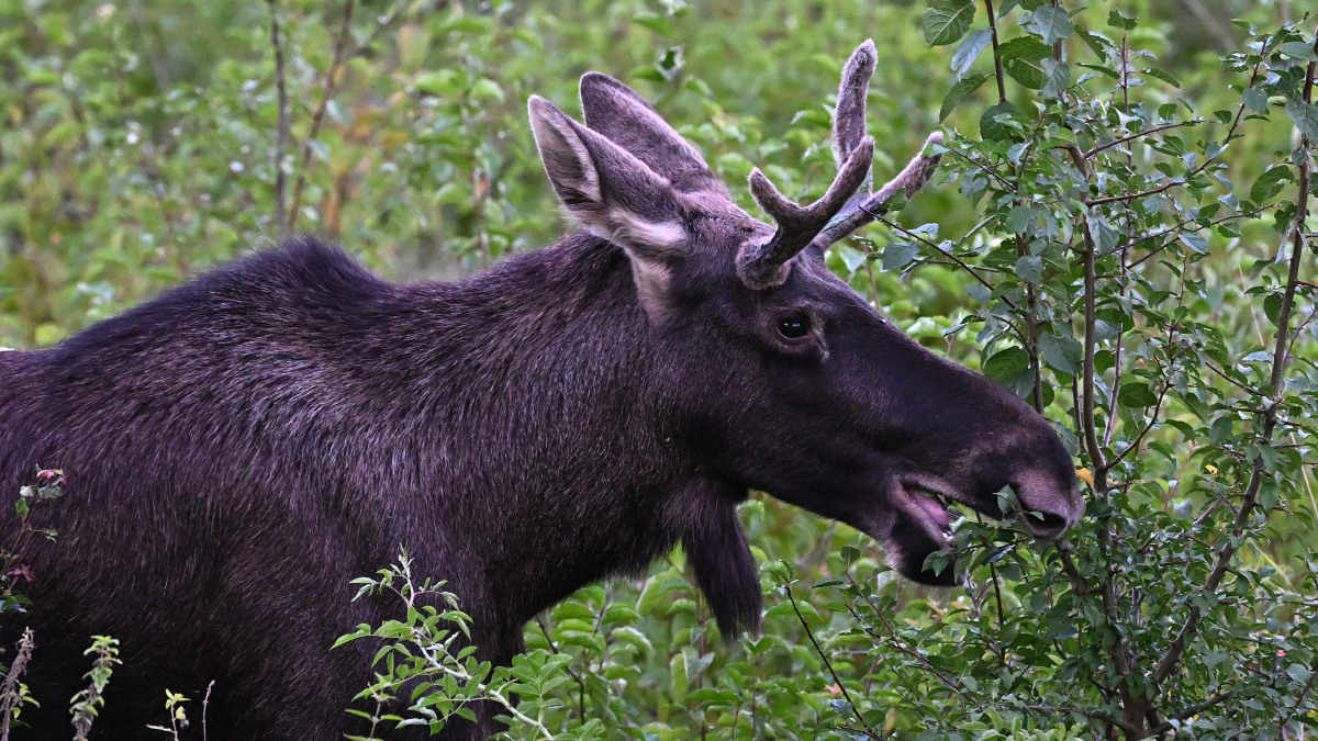 Elch Emil macht erneut Schlagzeilen: Was er und 6-7 gemeinsam haben